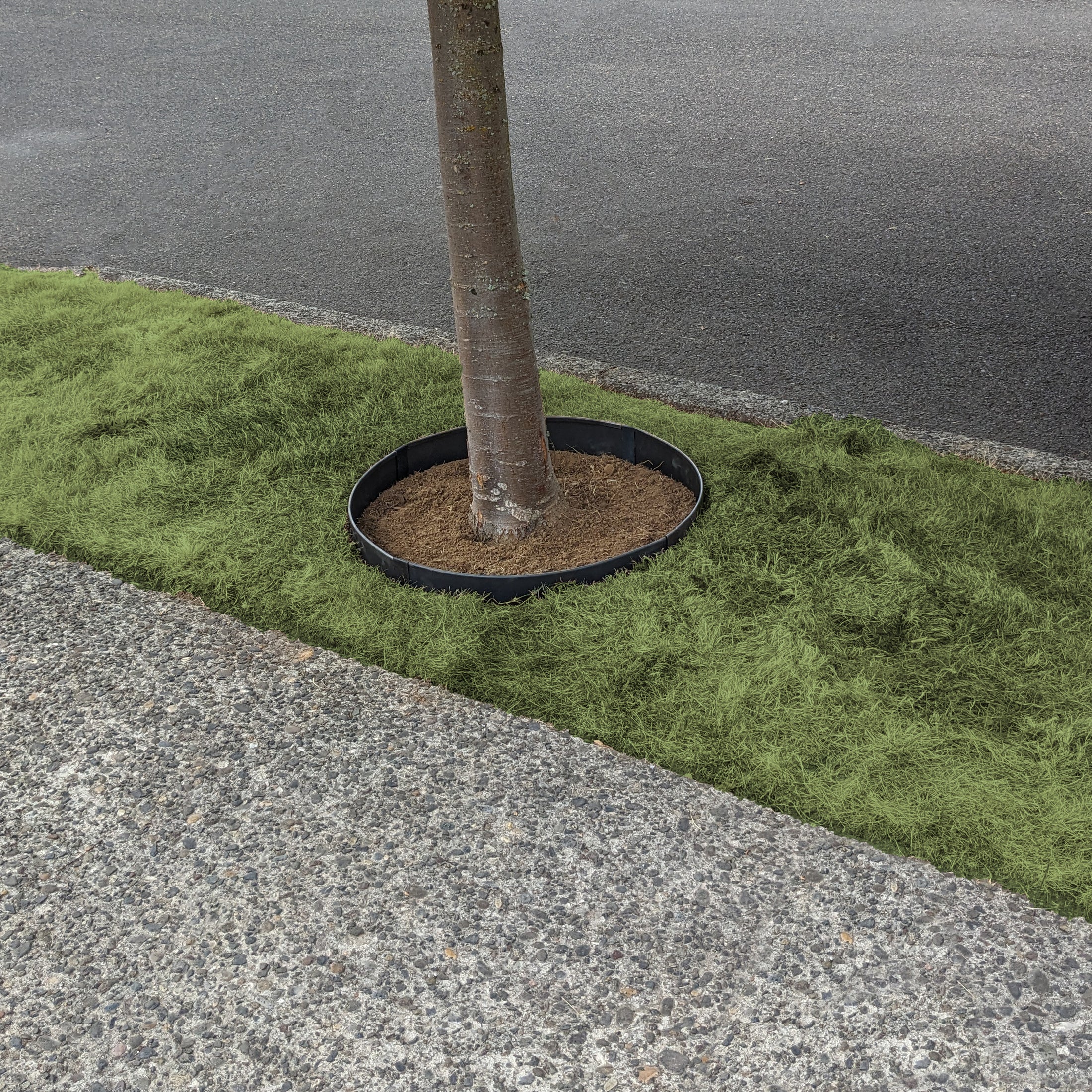 Tree Ring Kits – Edge Right